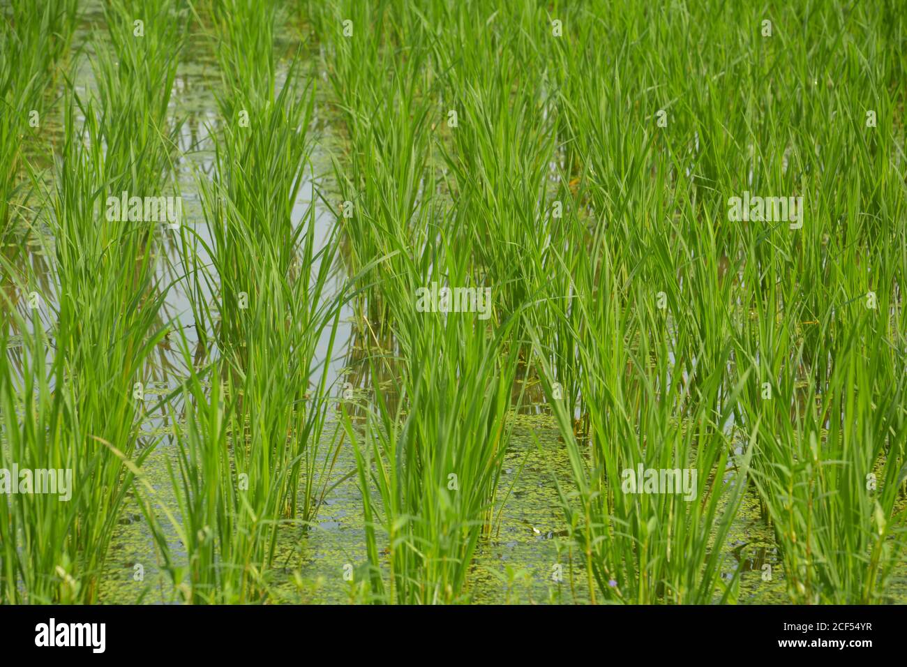 Close up of green small rice plants sowed in rows in an agricultural ...