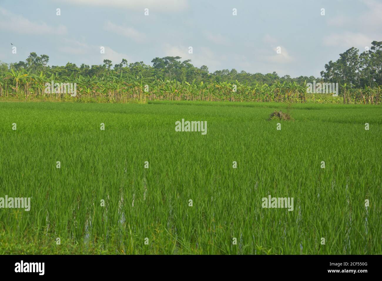 Close up of green small rice plants sowed in rows in an agricultural ...