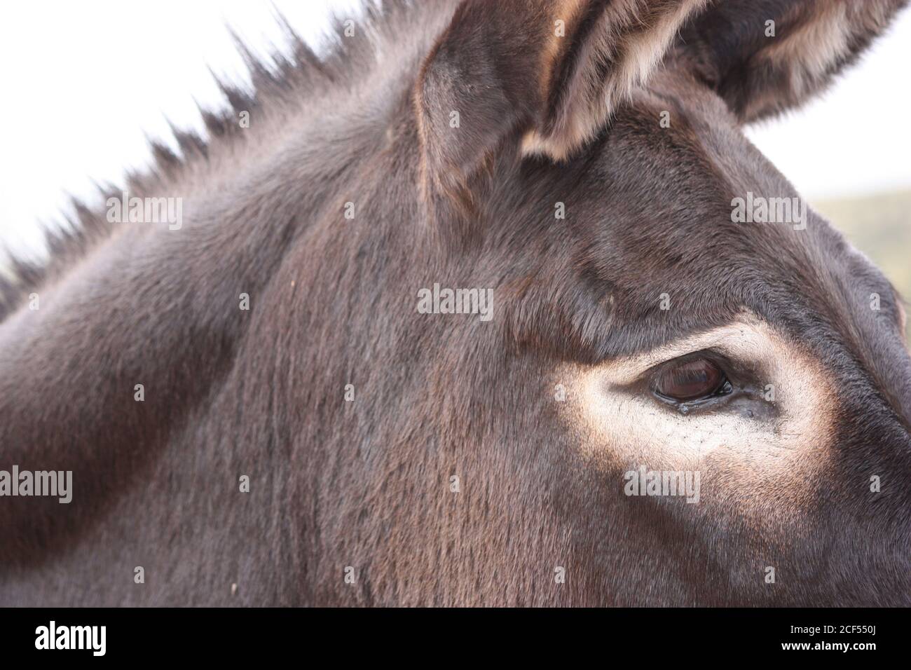 Donkey head mask hi-res stock photography and images - Alamy