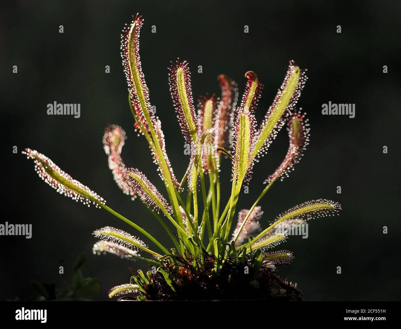 green stems & red silver spotted sticky leaves of insectivorous Cape ...