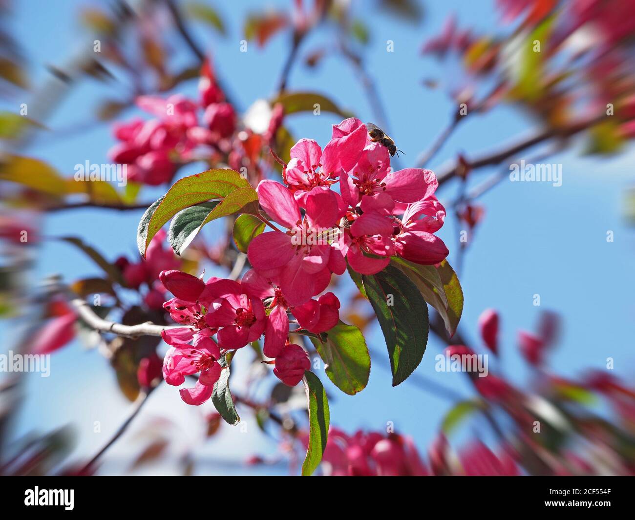 Bright pink blossom of flowering ornamental Cherry (Prunus sp) in ...