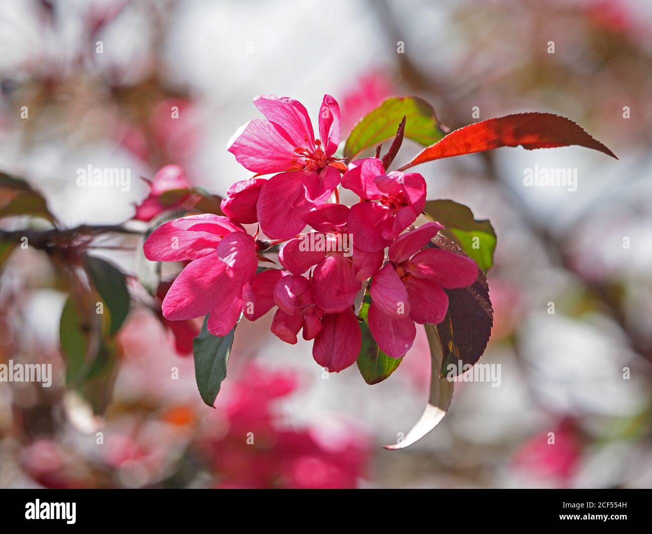 Bright pink blossom of flowering ornamental Cherry (Prunus sp) in ...