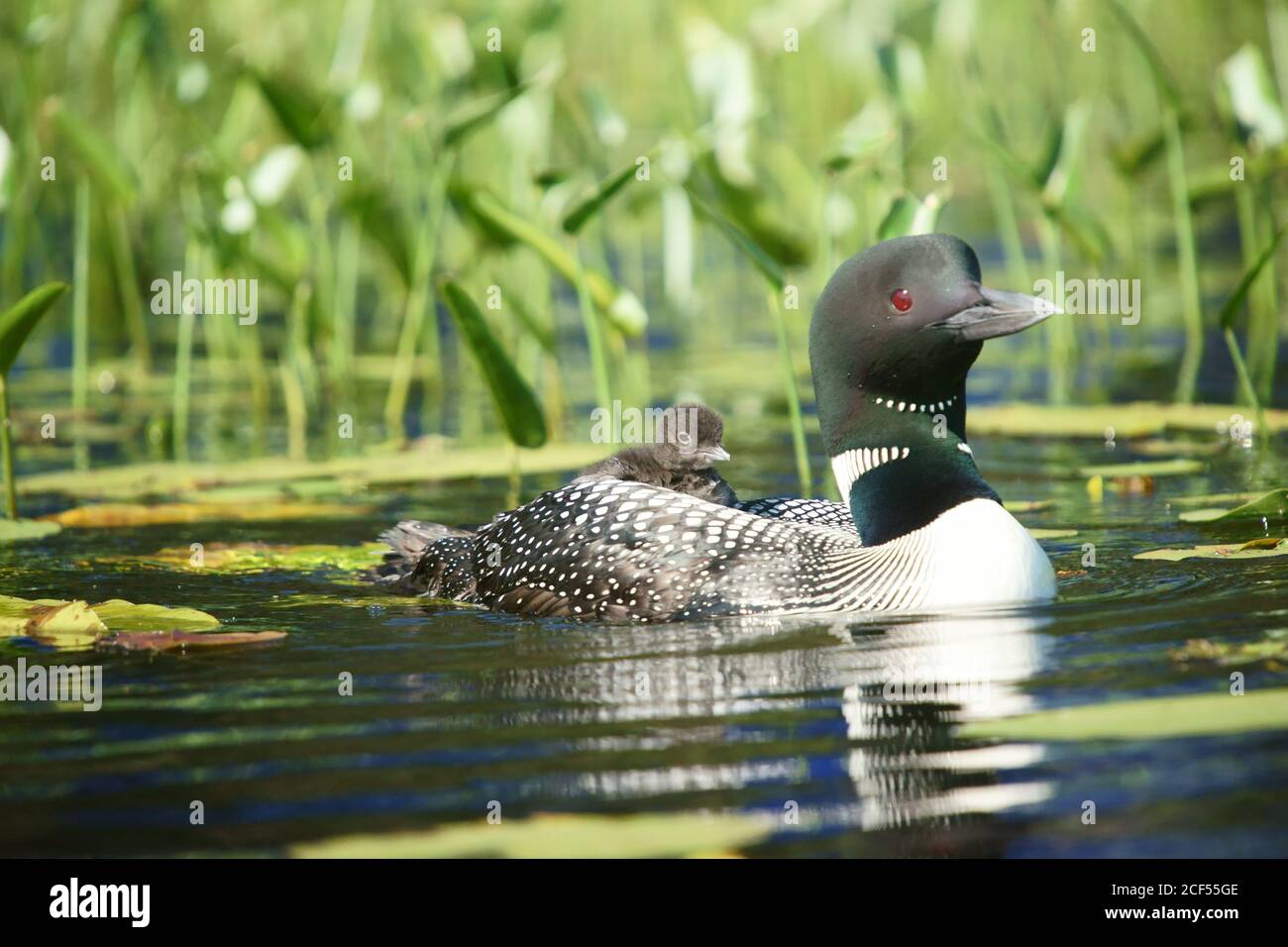 Common loon animal bird hi-res stock photography and images - Alamy
