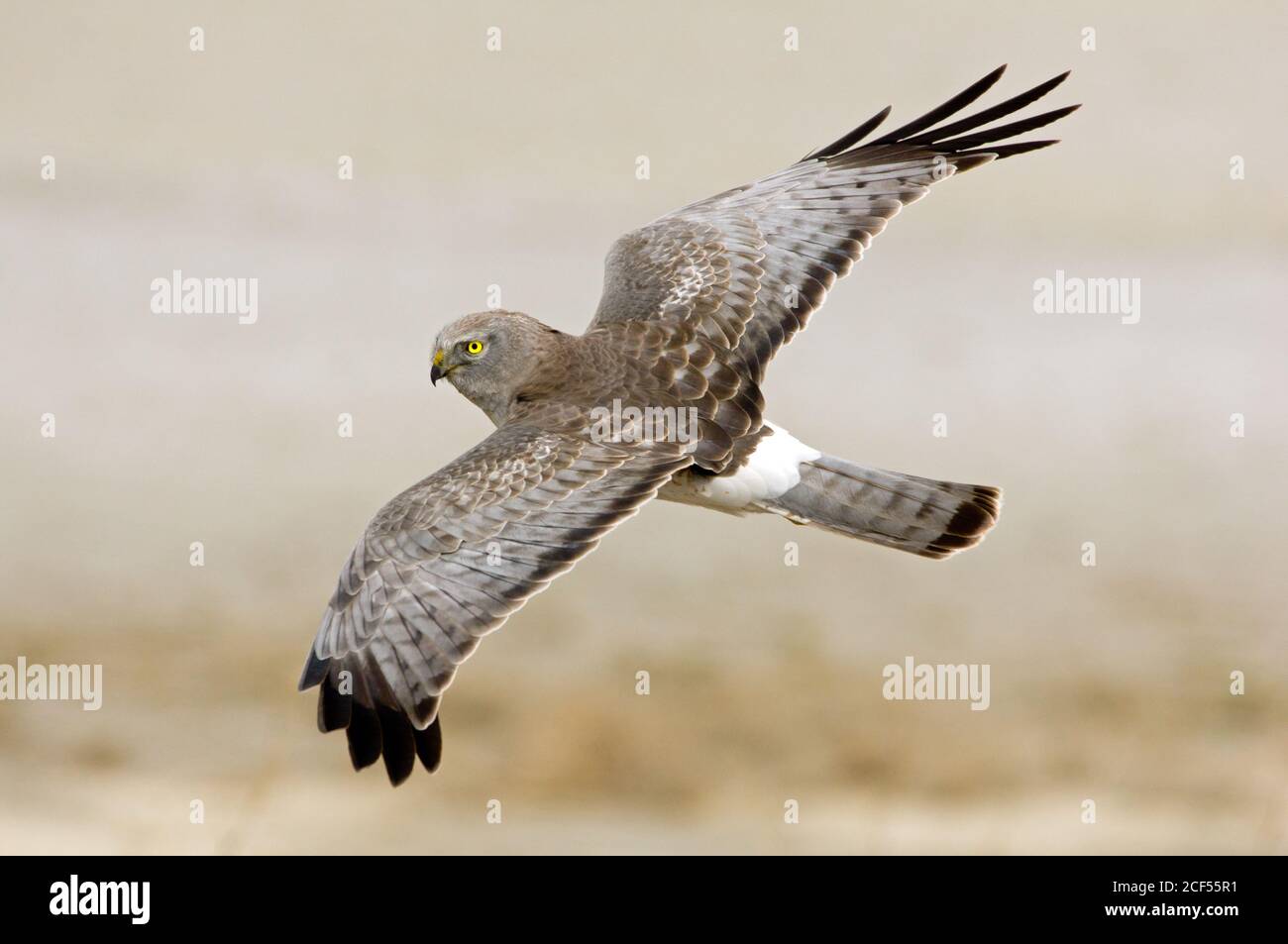 Harrier bird birds hi-res stock photography and images - Alamy