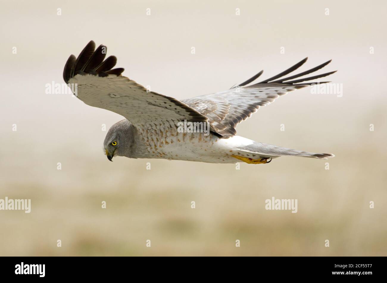 Harrier bird hi-res stock photography and images - Alamy