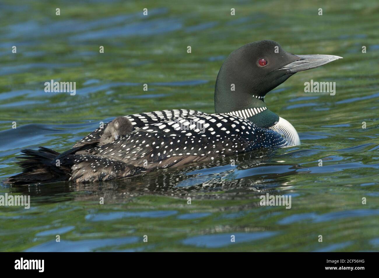 Common loon great northern diver hi-res stock photography and images ...