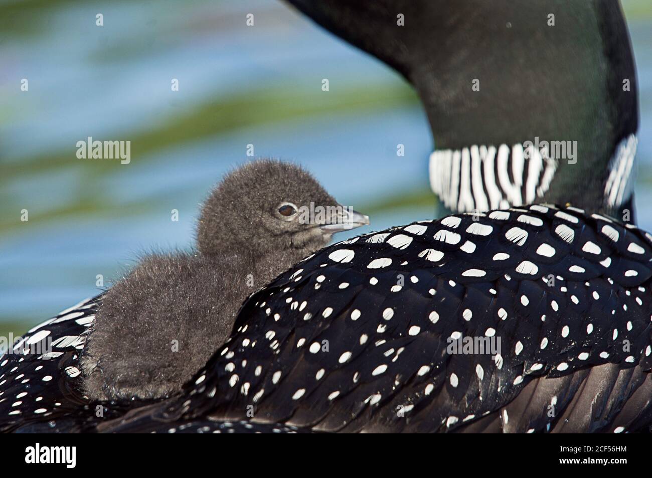 Great northern diver fishing hi-res stock photography and images - Alamy