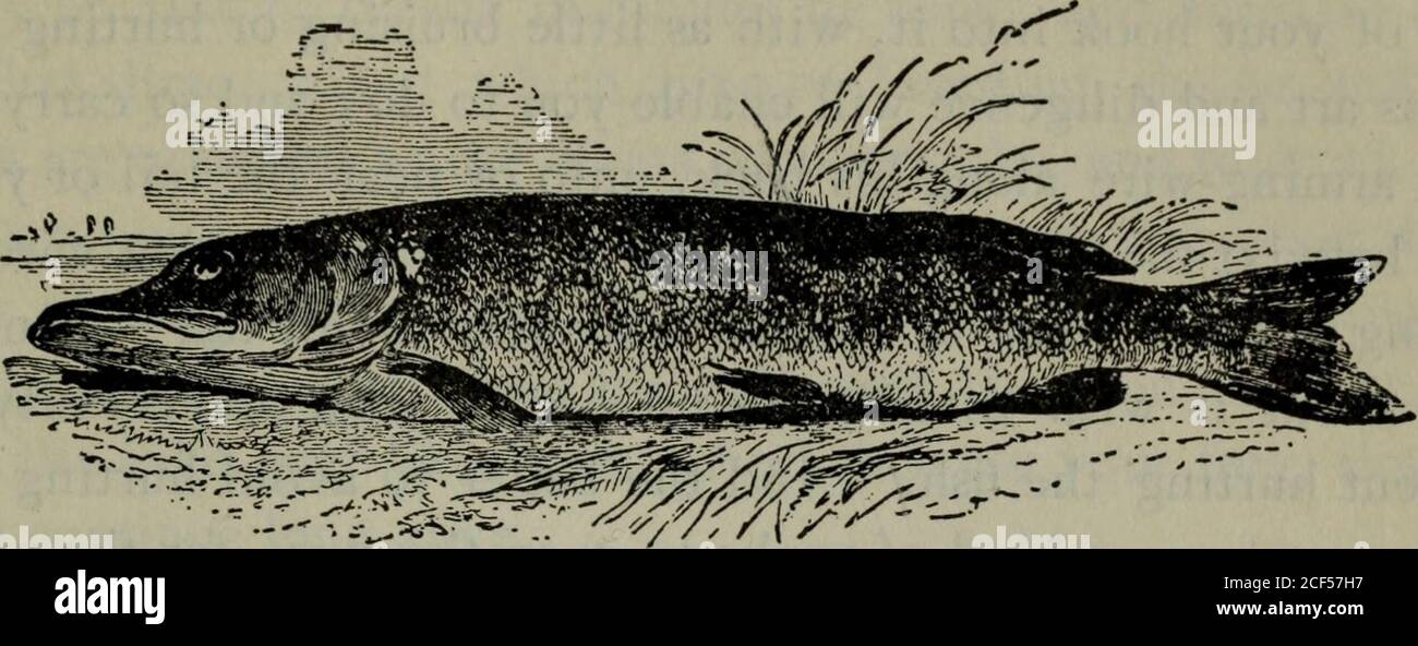 Fastest land snake hi-res stock photography and images - Alamy