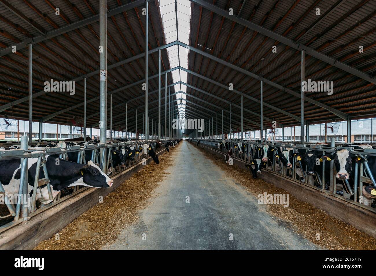 Diary cows in modern free livestock stall Stock Photo - Alamy