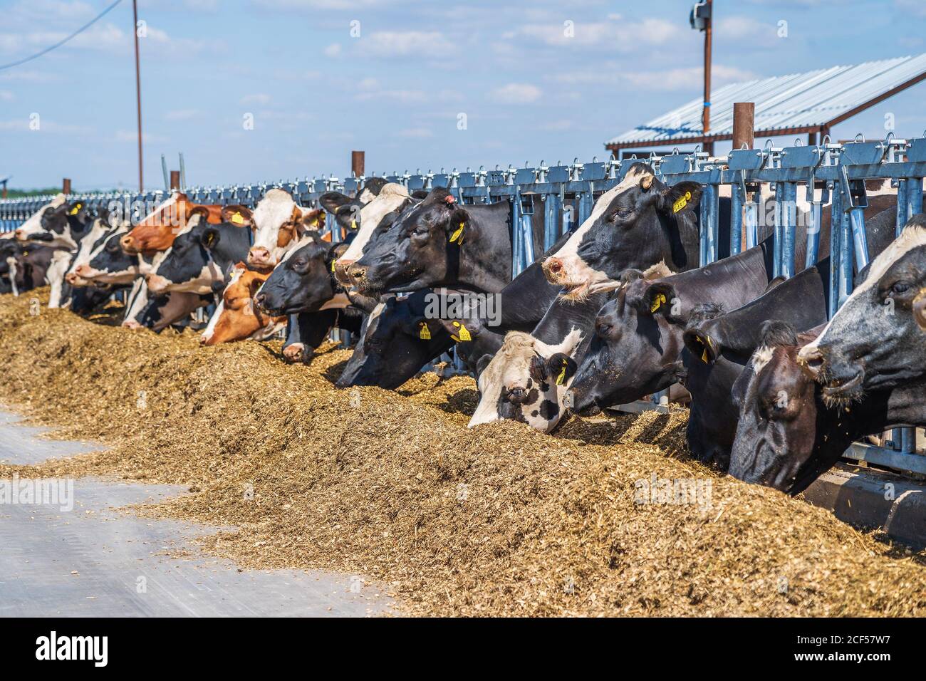 Modern outdoor cowshed with many milking cows eating hay on dairy farm Stock Photo - Alamy