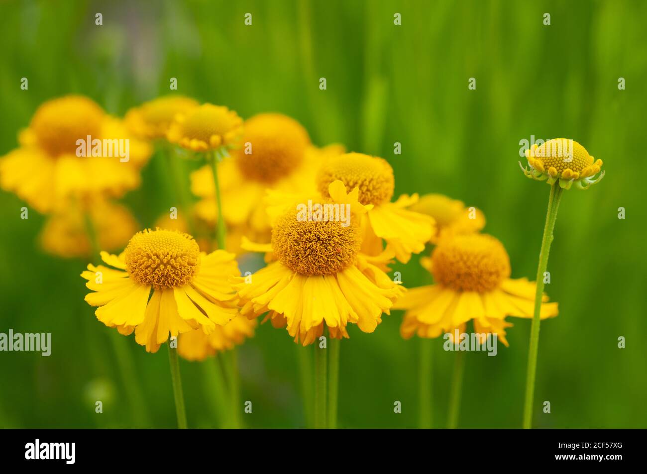 Flowering Sneezeweed, Helenium, in the garden. macrophotography for ...