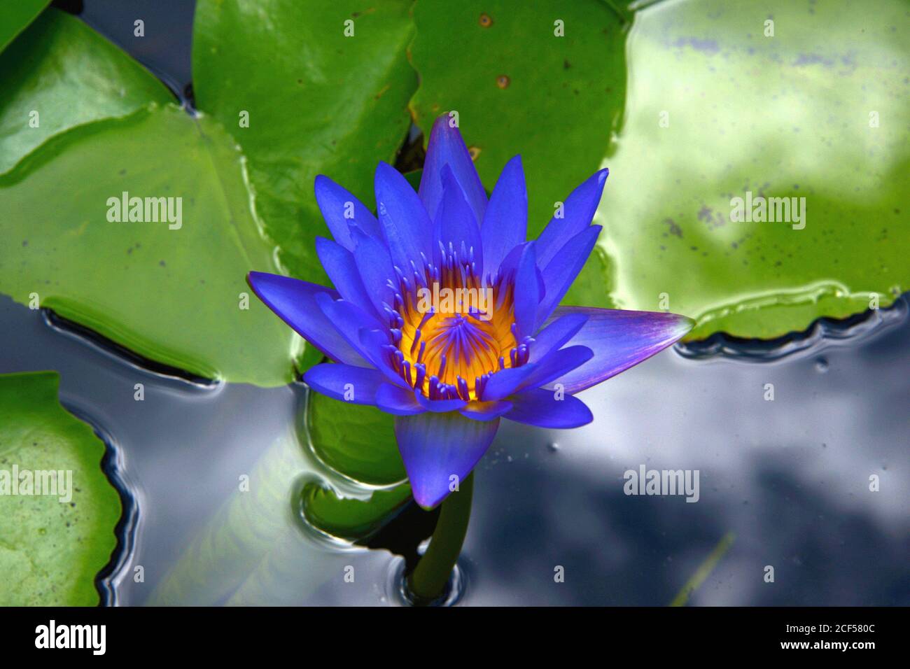 Blue water lily hi-res stock photography and images - Alamy