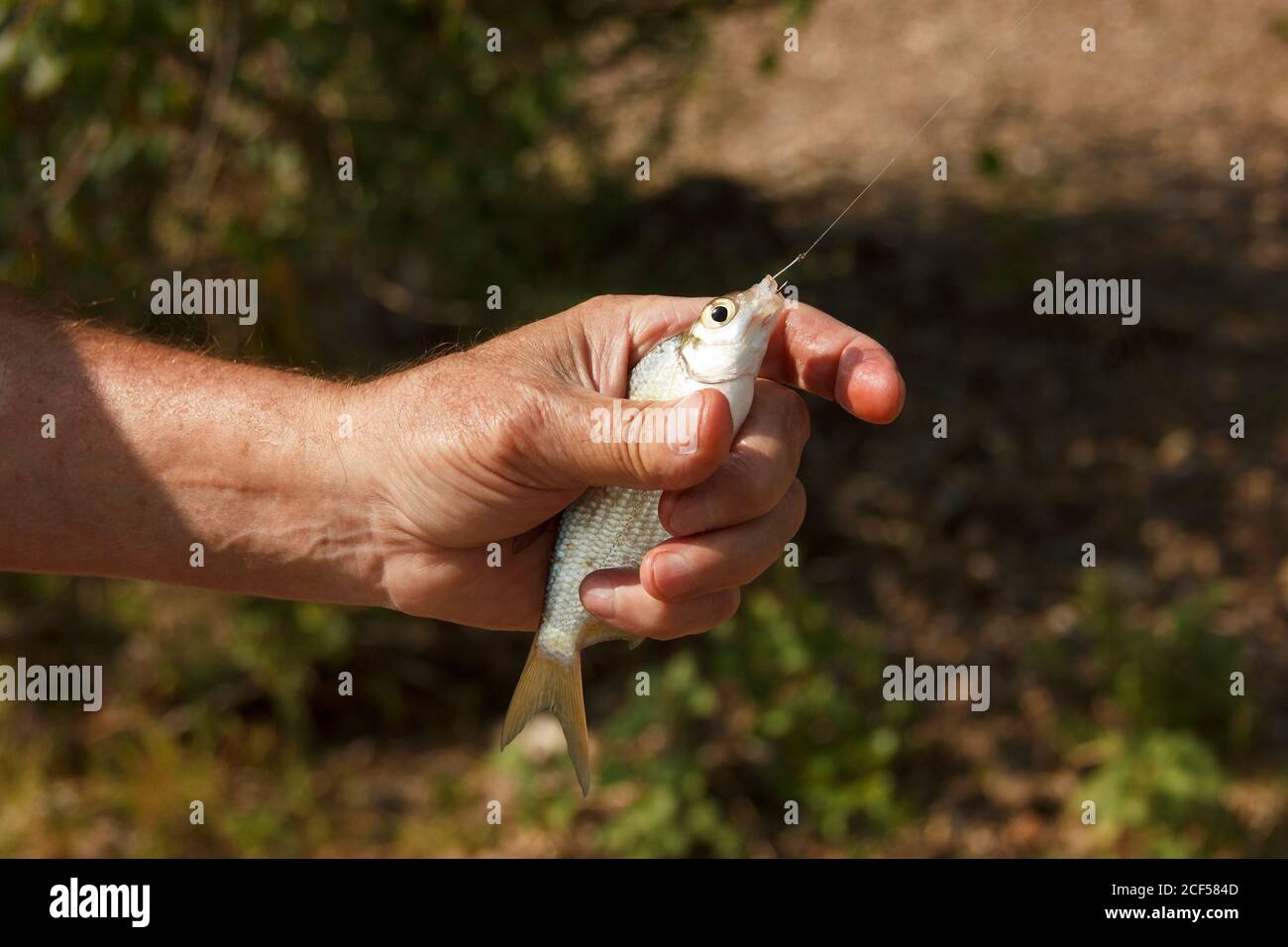 An elderly man holding a caught fish in his hand. Fishing on the lake ...