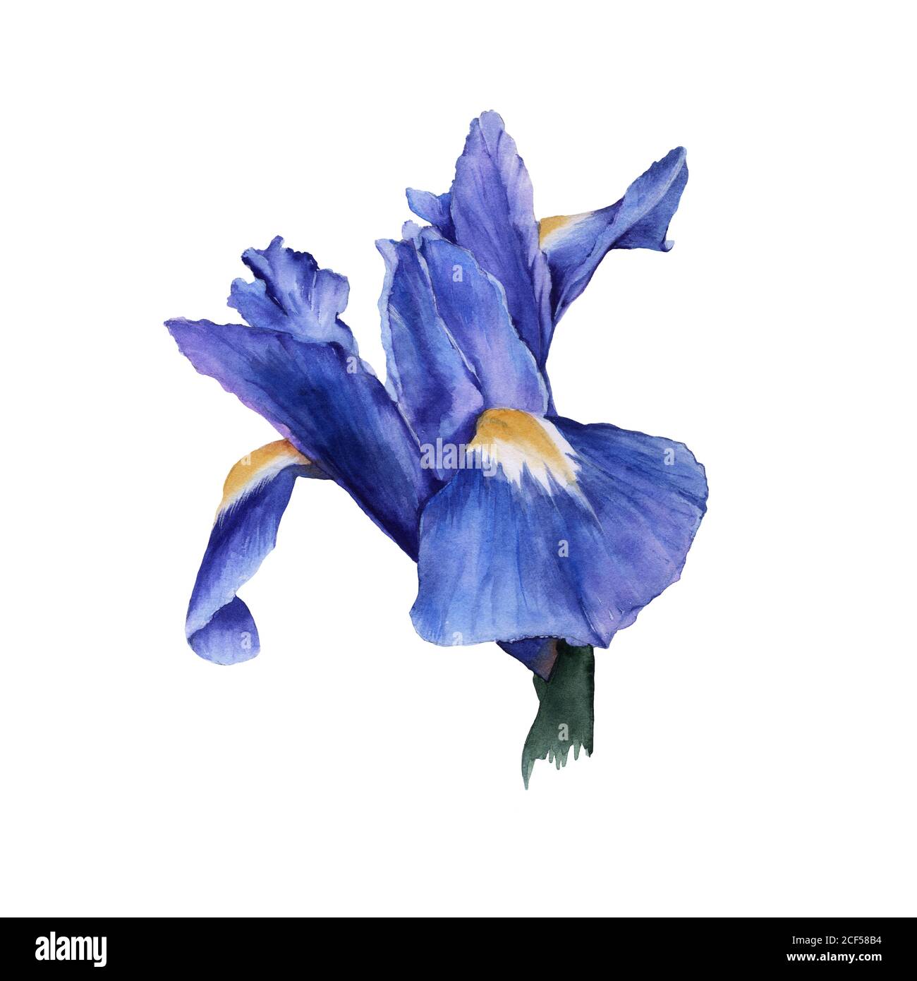 Iris flower drawing hi-res stock photography and images - Alamy
