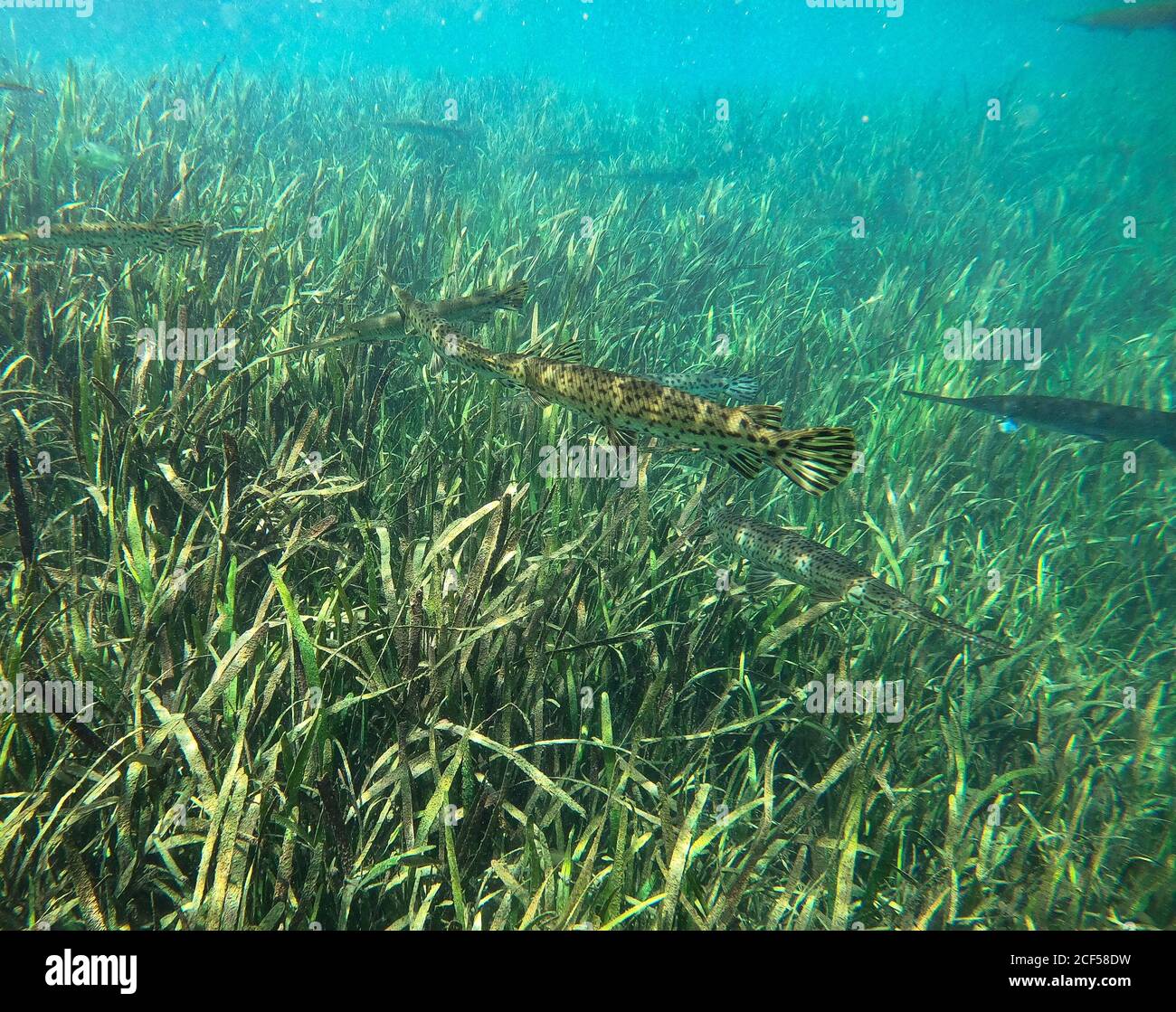 A school of Gar Fish in Rainbow River located in Dunnellon, Florida ...