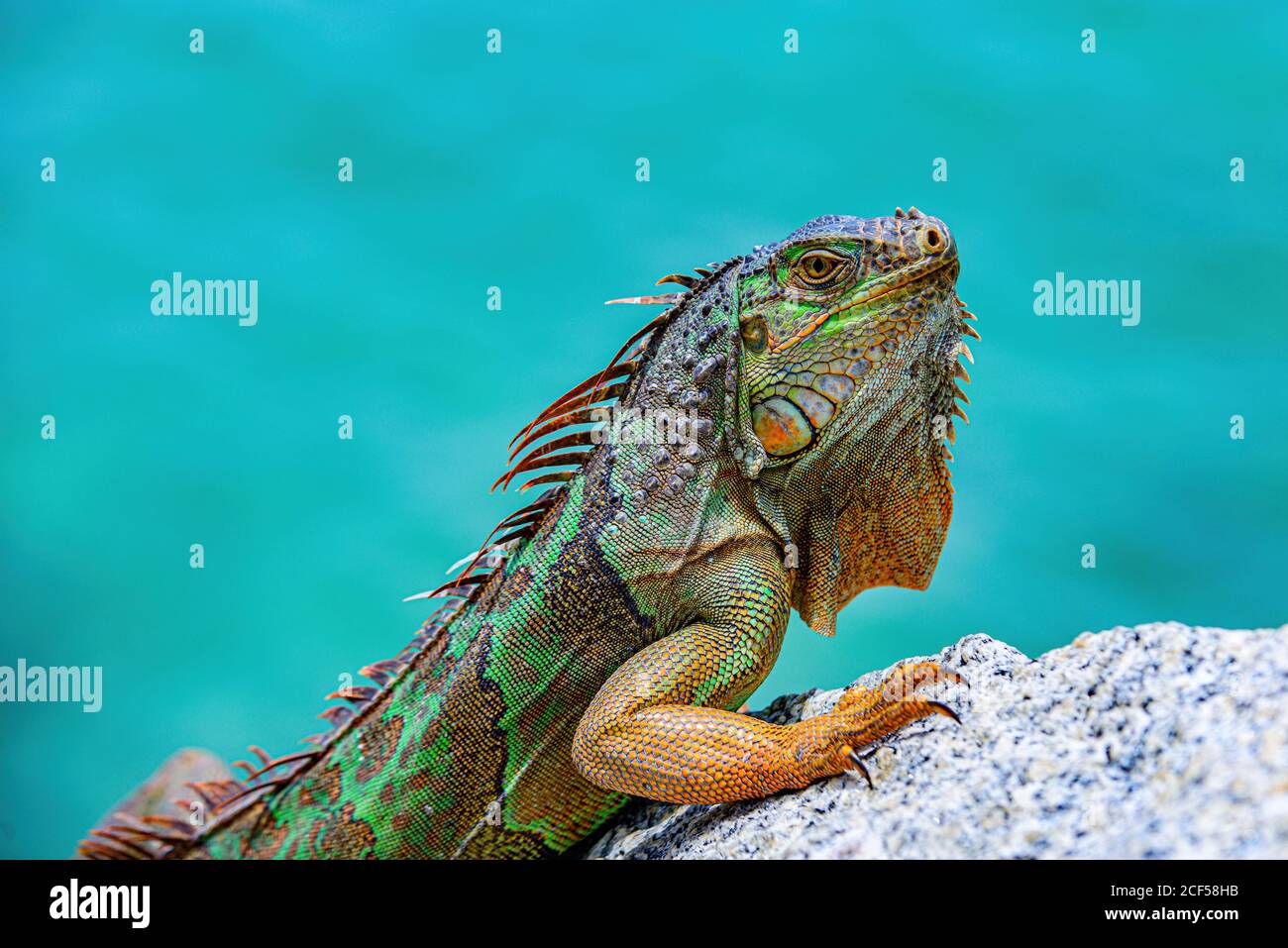 A close-up of a green iguana. lizard of the genus Iguana native to ...
