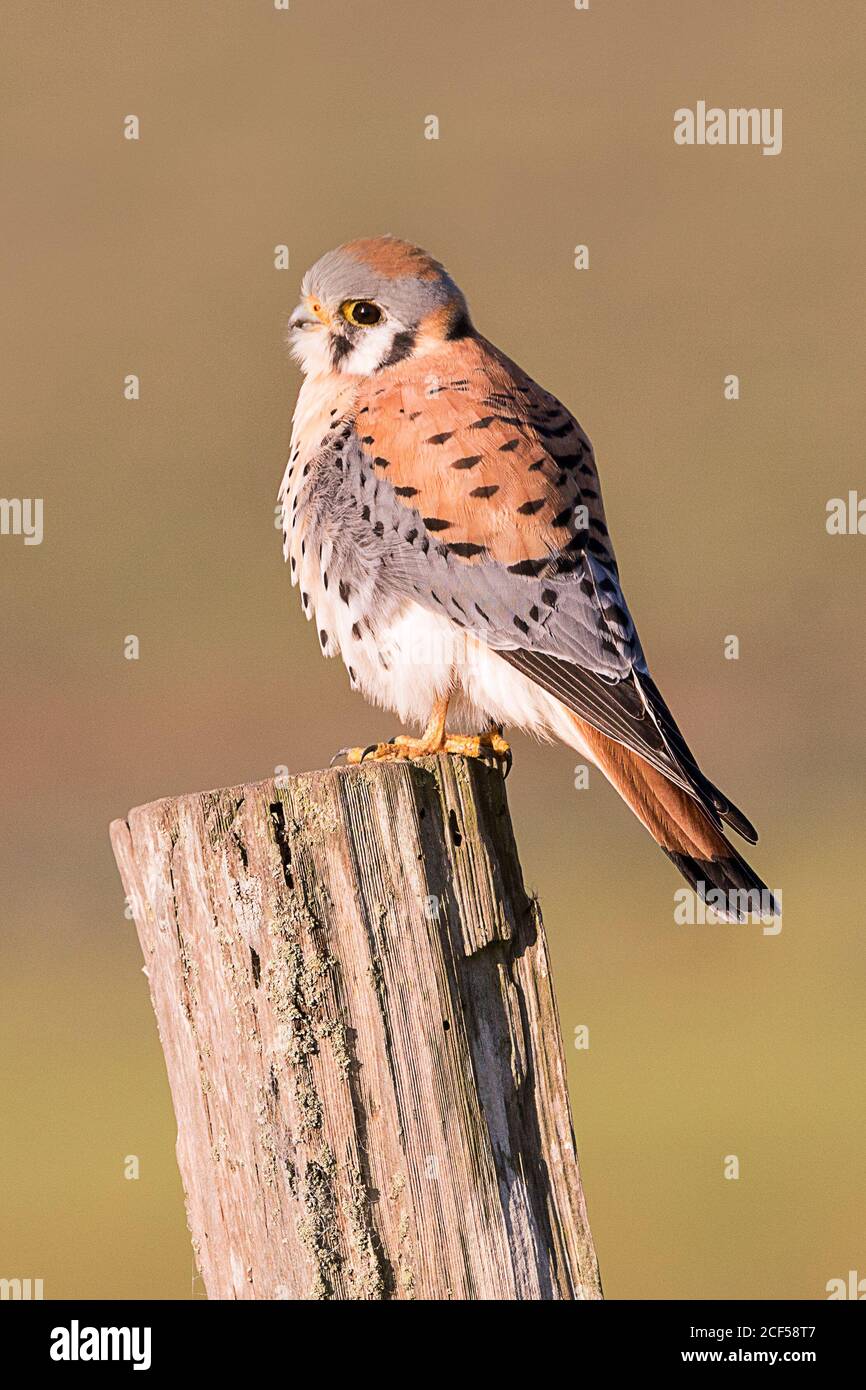Bird of prey raptor american kestrel hi-res stock photography and ...