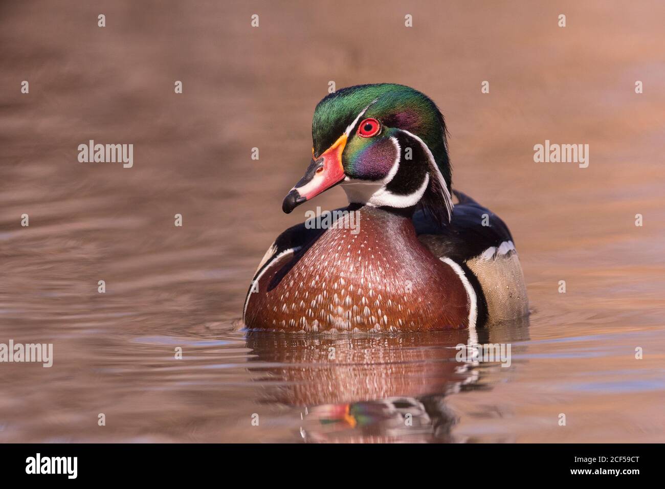 Male duck mating plumage hi-res stock photography and images - Alamy