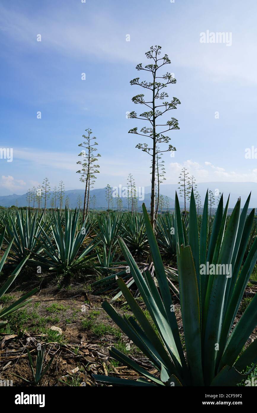 Agave With Flowers High Resolution Stock Photography and Images - Alamy