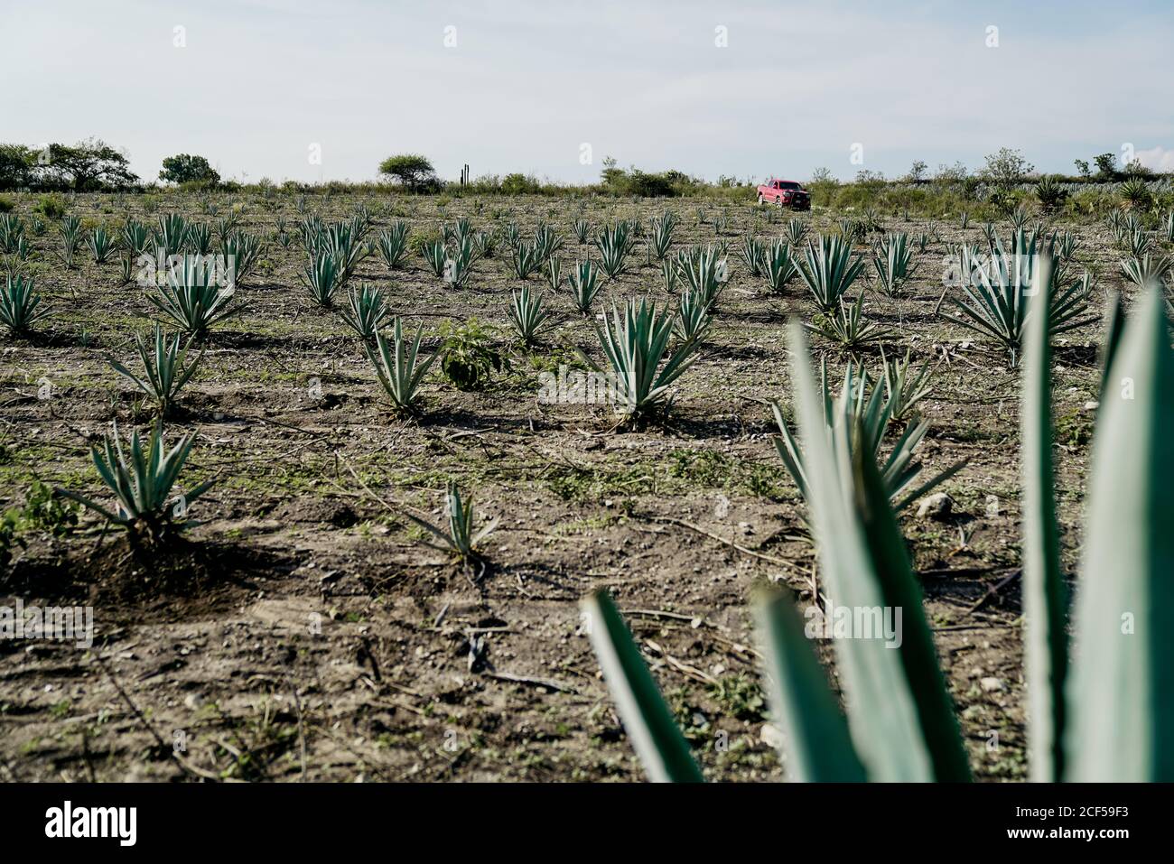 Green agave field in dried rural field in daylight Stock Photo - Alamy