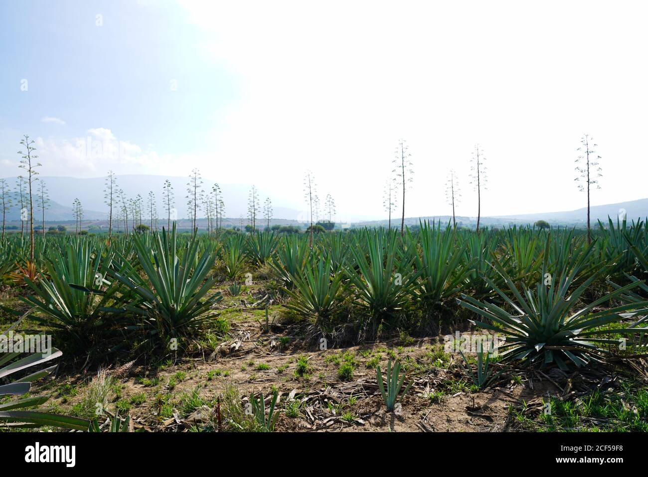 Bunch of growing green agave with tall flowers in daylight Stock Photo ...