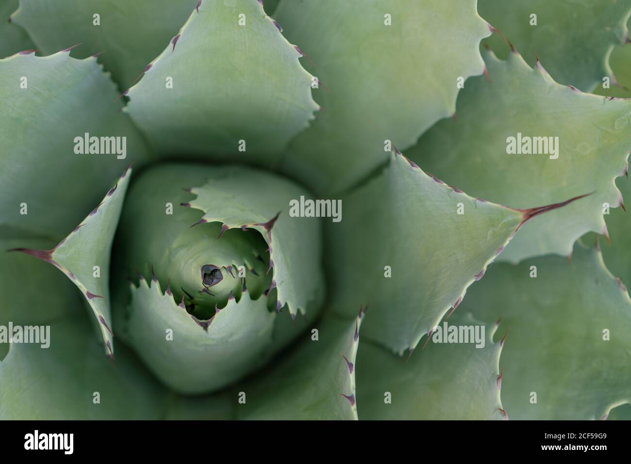 View to green agave leaves hi-res stock photography and images - Alamy