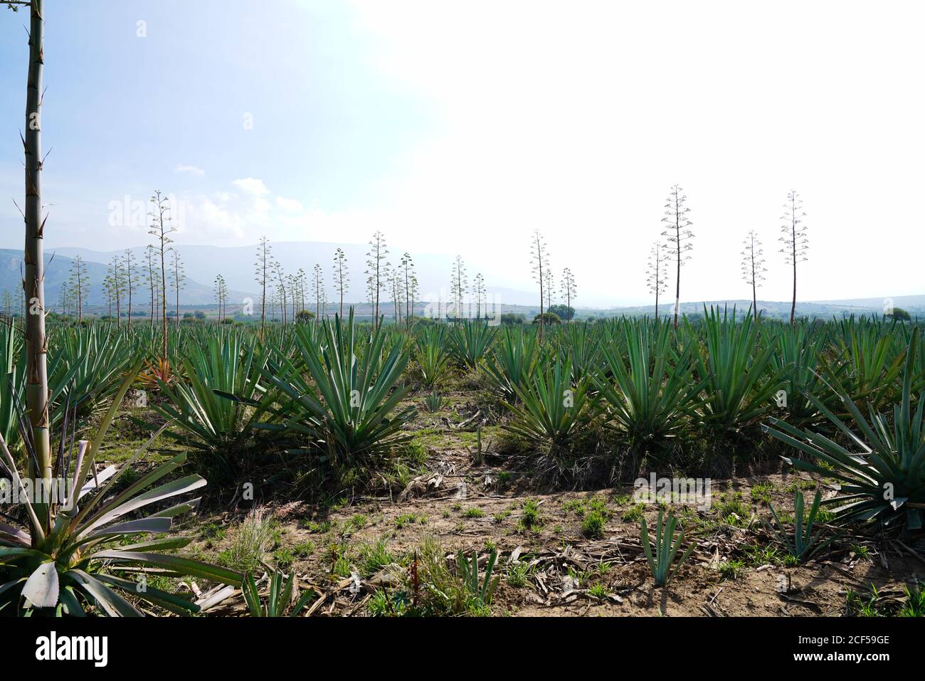 Agave with flowers hi-res stock photography and images - Alamy