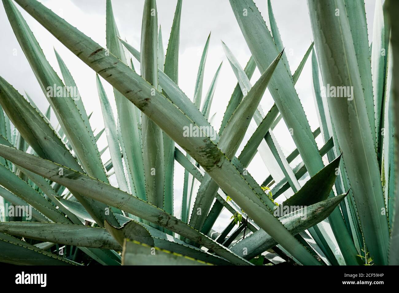 Agave leaves hi-res stock photography and images - Alamy
