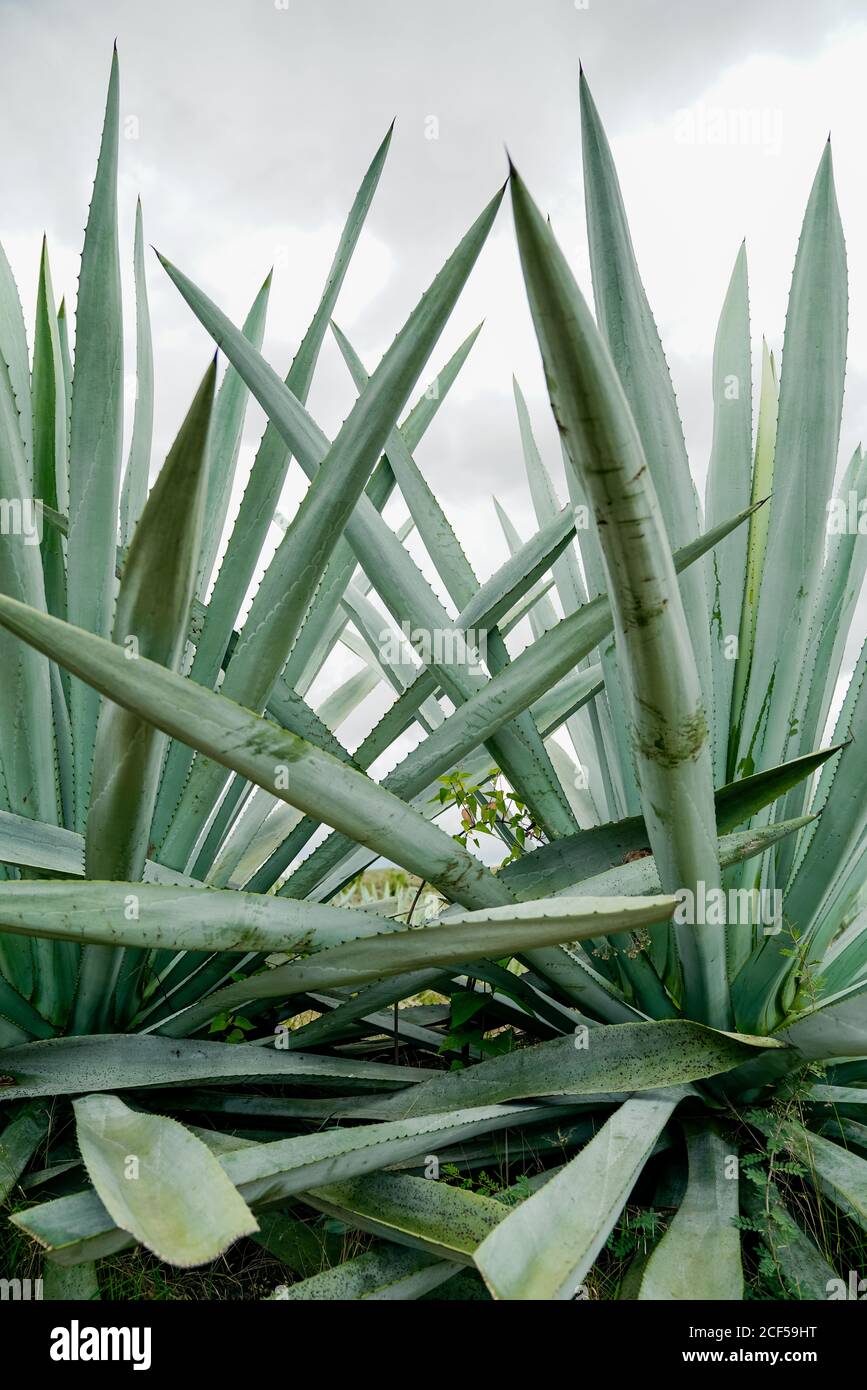 Growing tall spiky green agave leaves in daylight Stock Photo - Alamy