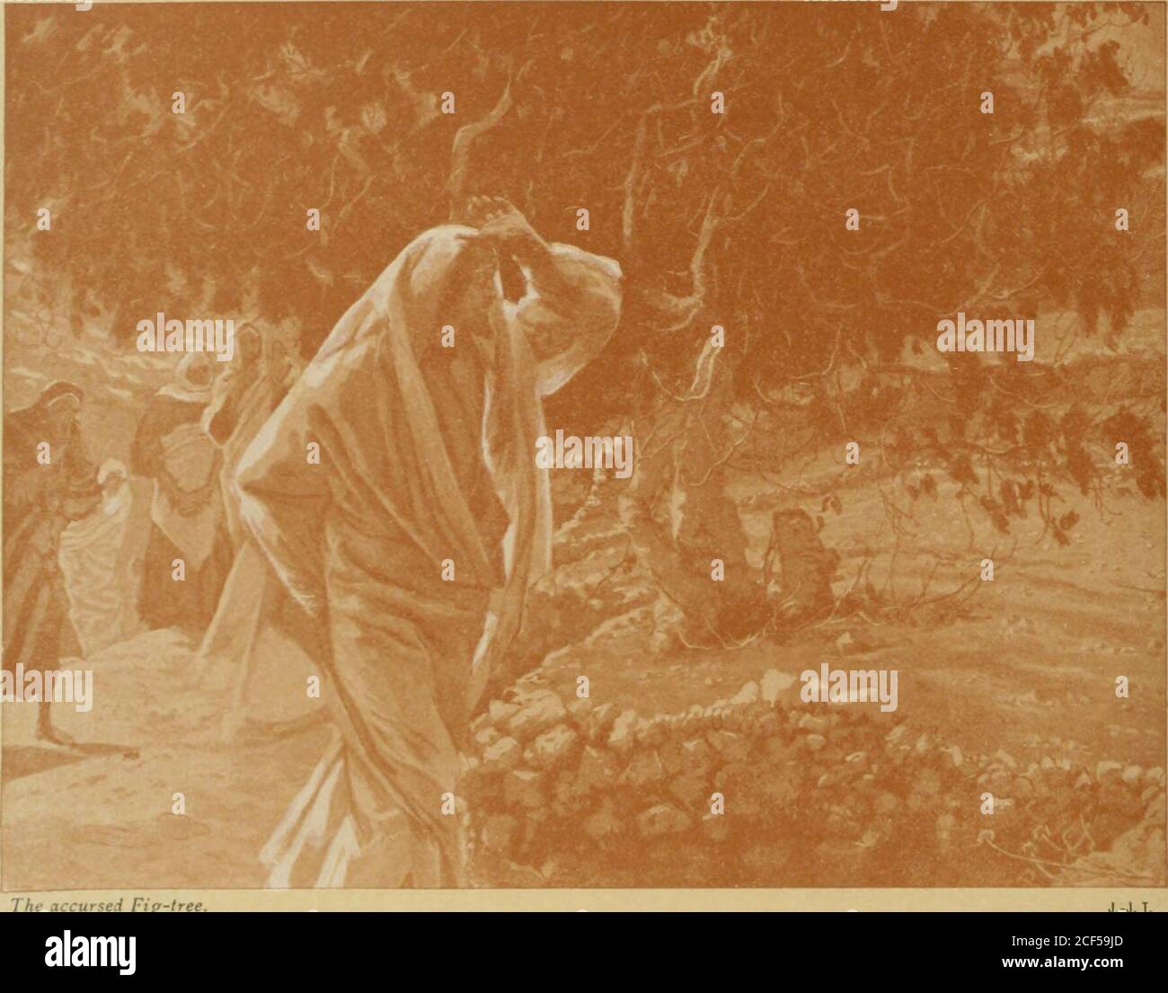 Withered fig tree hi-res stock photography and images - Alamy