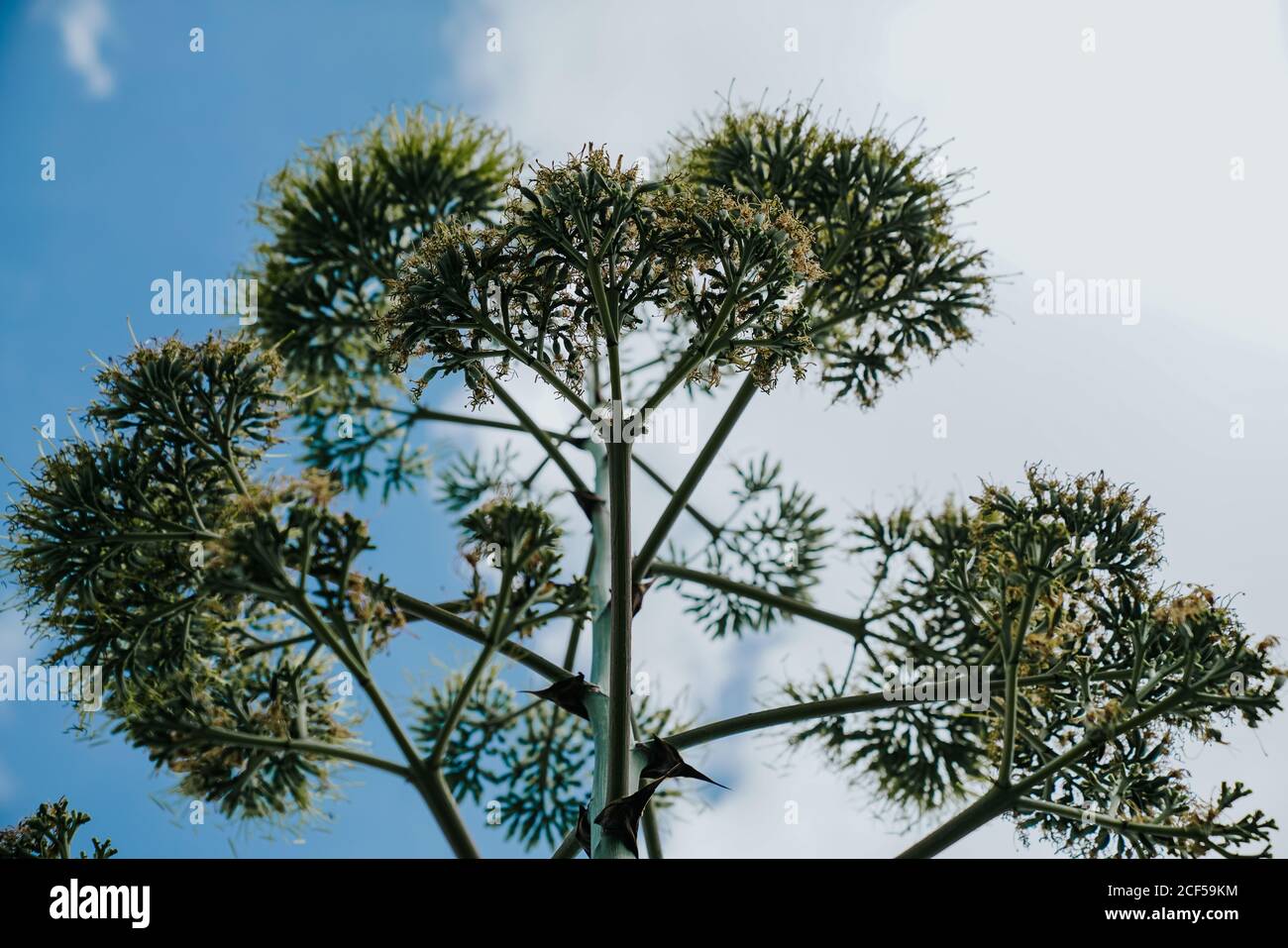 Plant stern hi-res stock photography and images - Alamy