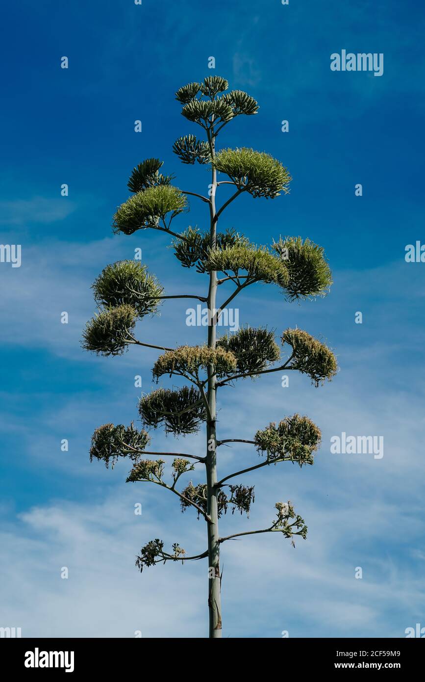 Plant stern hi-res stock photography and images - Alamy