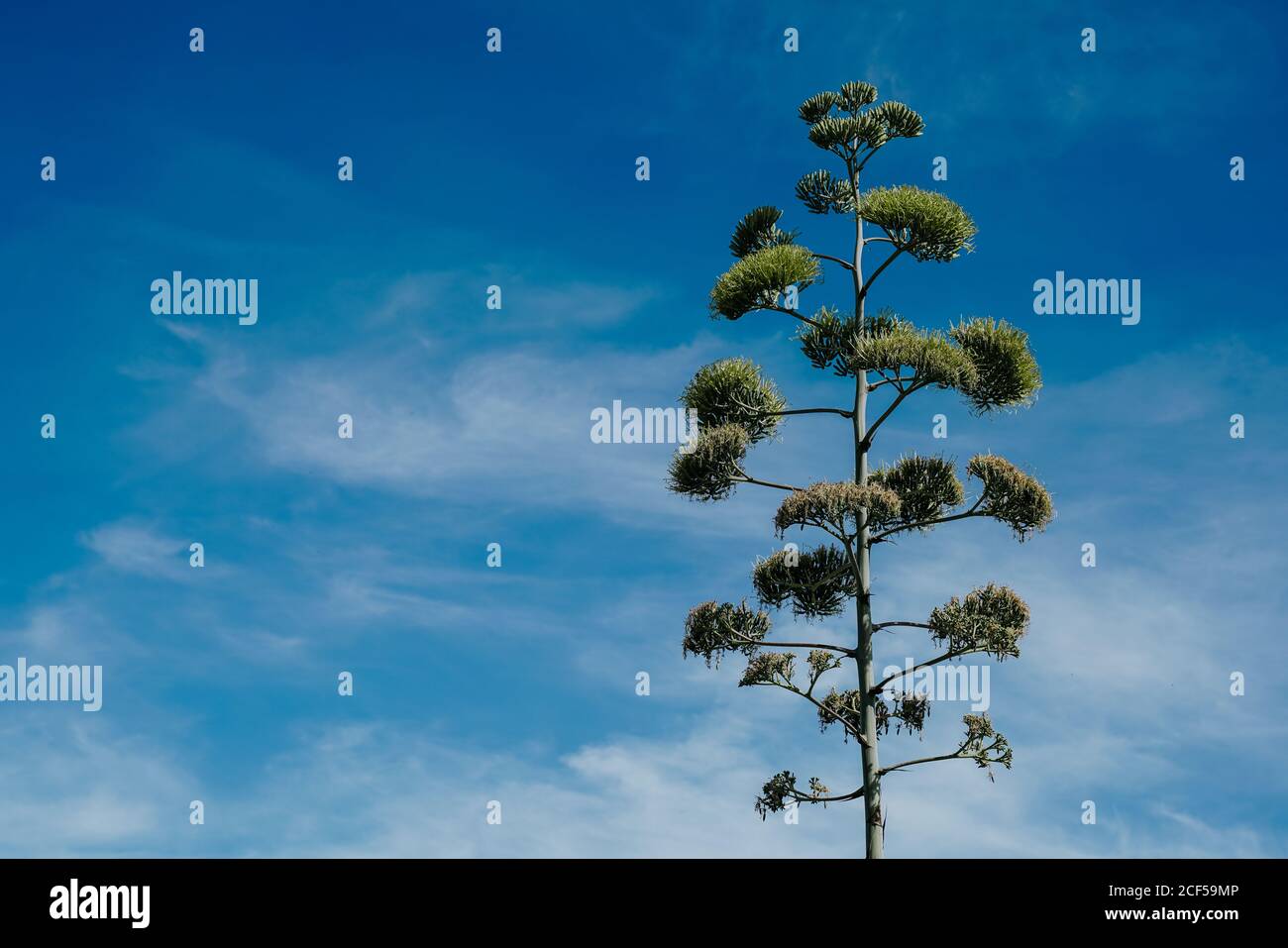 Tall green stern of agave plant over blue cloudy sky Stock Photo - Alamy