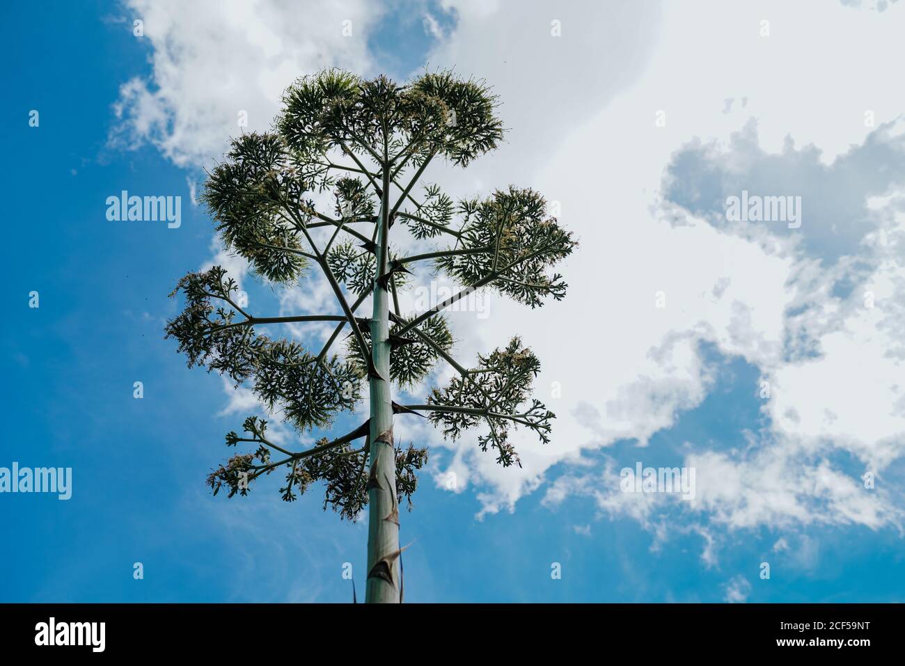 Plant stern hi-res stock photography and images - Alamy