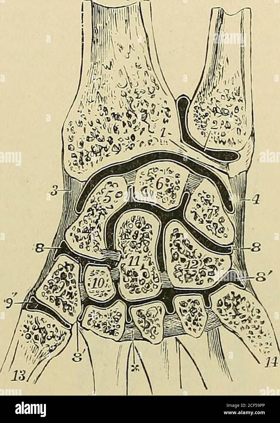 . Quain's Elements of anatomy. E ARTICULATIONS OF THE UPPER LIMB. one ...