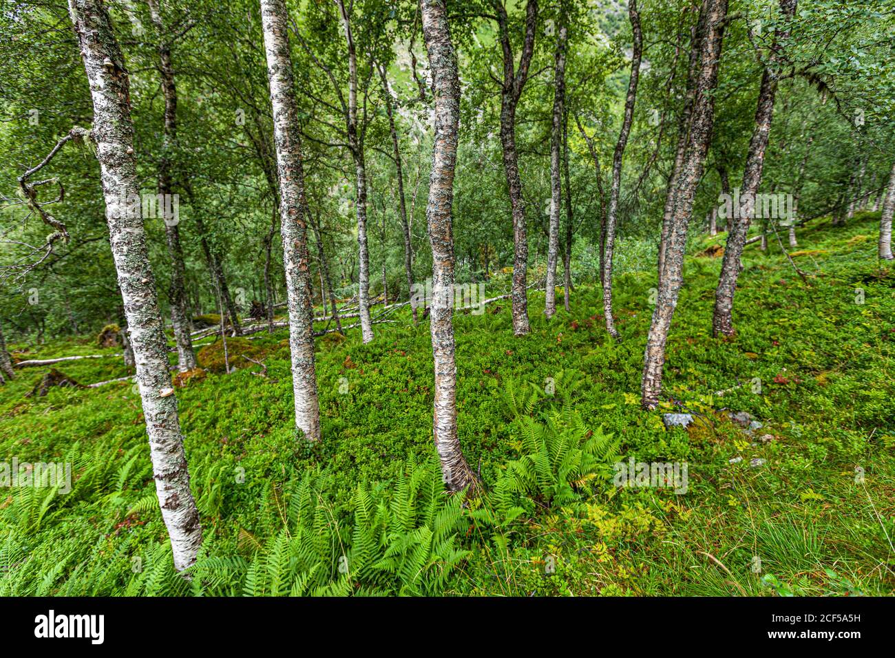 Birch forest with fern near Stryn, Norway Stock Photo - Alamy
