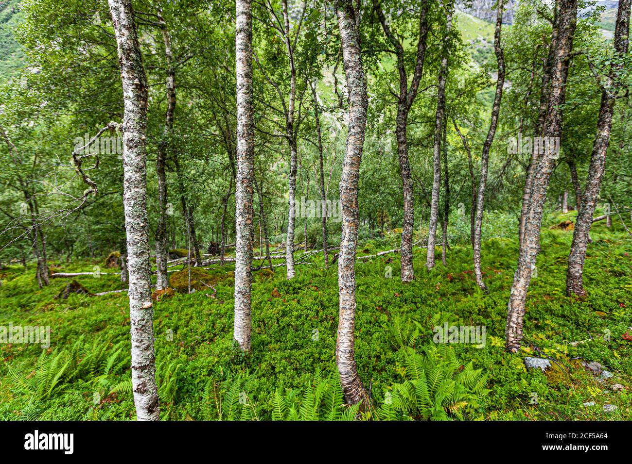 Birch forest with fern near Stryn, Norway Stock Photo - Alamy