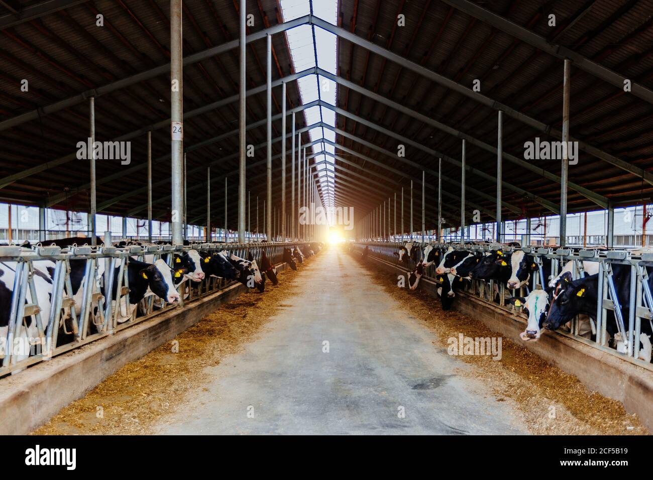 Diary cows in modern free livestock stall Stock Photo - Alamy
