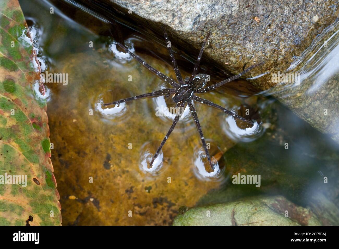 Giant Water Spider