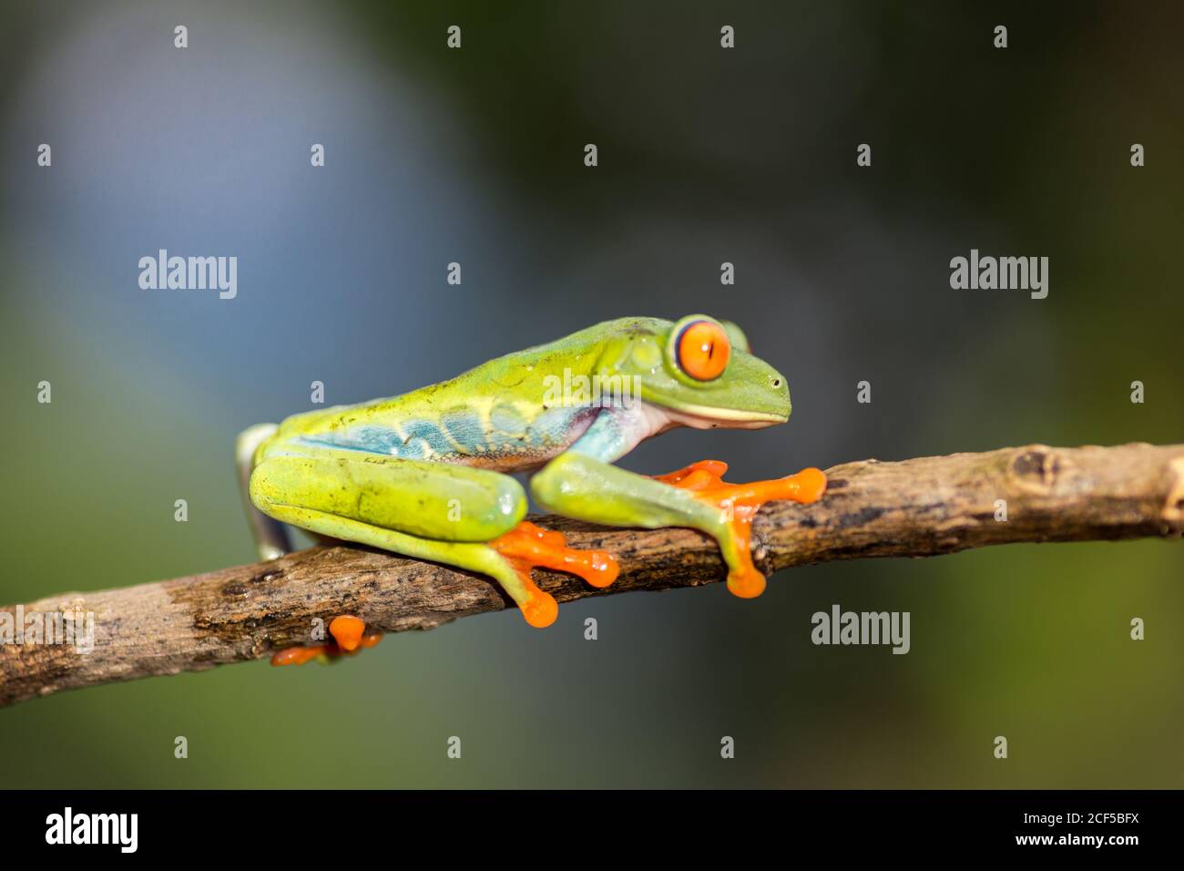 Side view of exotic red eyed tree frog sitting on branch on blurred ...