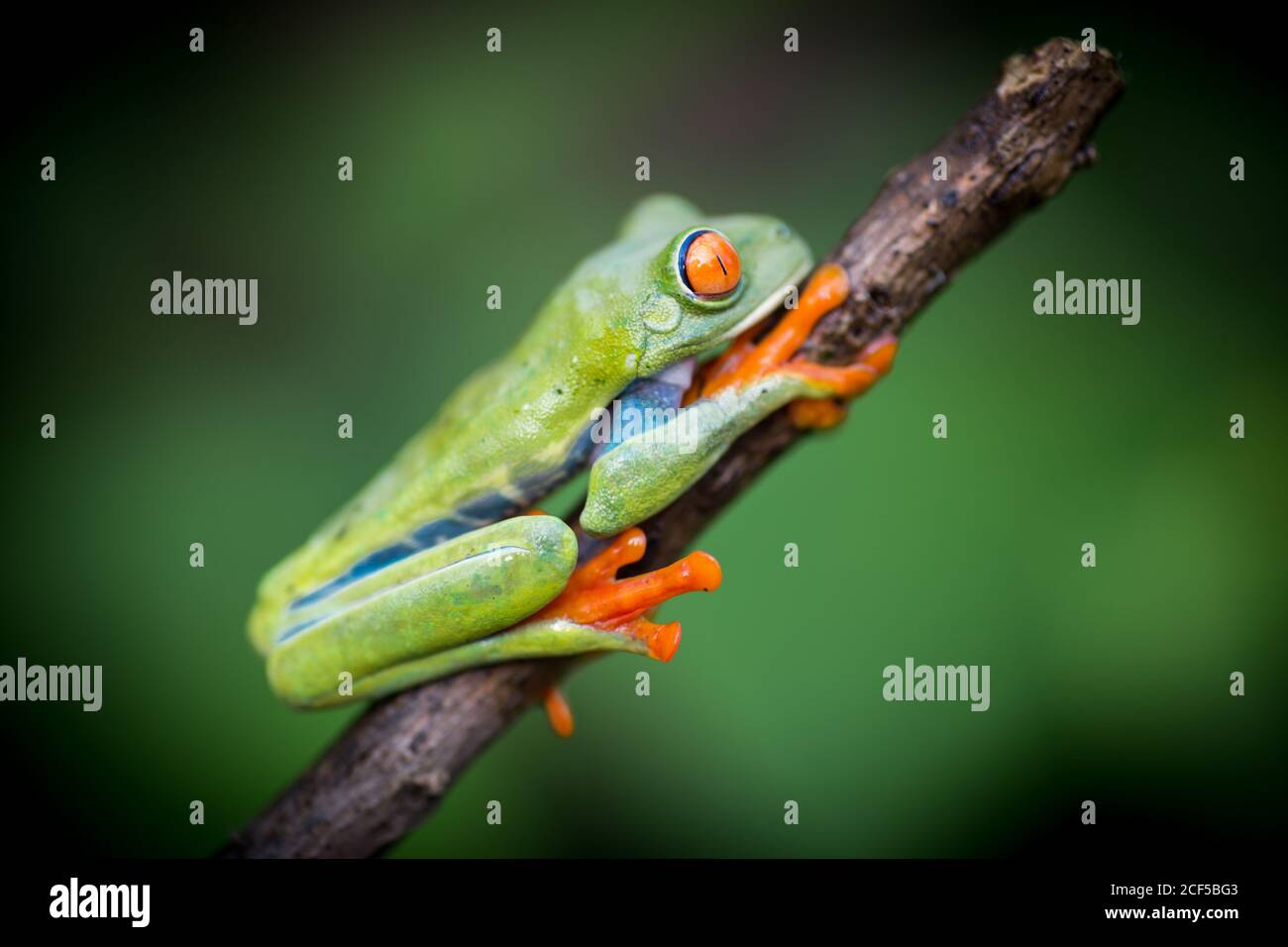 Side view of exotic red eyed tree frog sitting on branch on blurred ...
