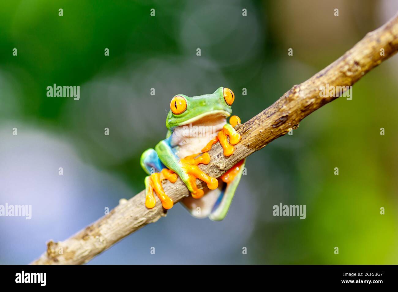 Side view of exotic red eyed tree frog sitting on branch on blurred ...