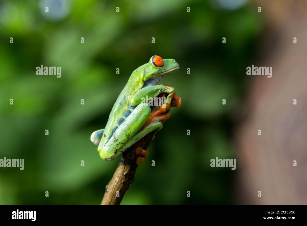 Side view of exotic red eyed tree frog sitting on branch on blurred ...
