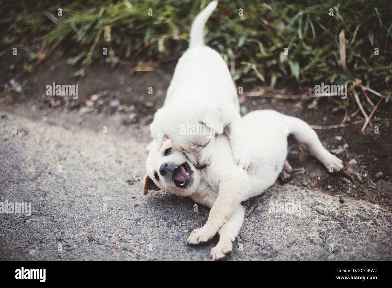 Puppies biting each other hi-res stock photography and images - Alamy