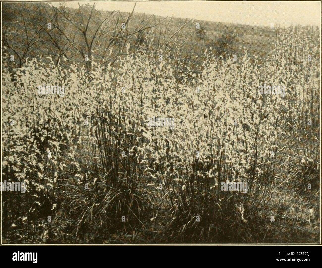 Trembling mouse hi-res stock photography and images - Alamy