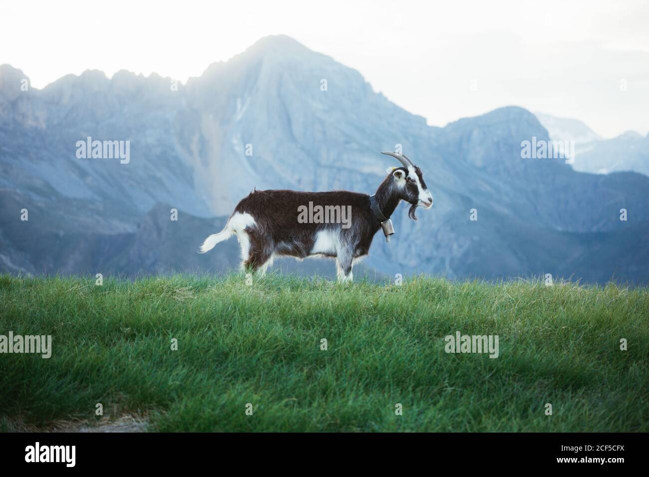 Goat grazing on meadow in Pyrenees mountains Stock Photo - Alamy