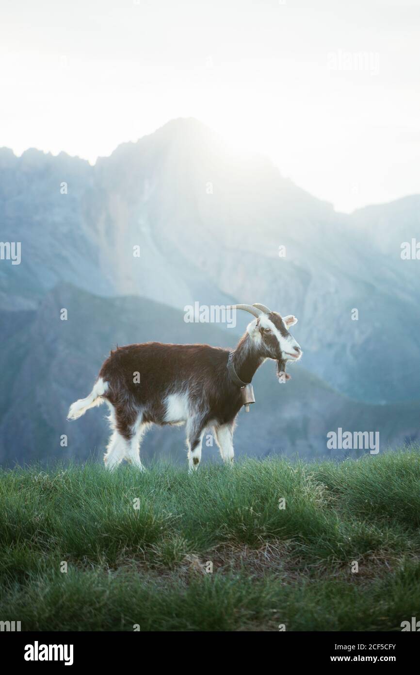 Rocky hill top goat hi-res stock photography and images - Alamy