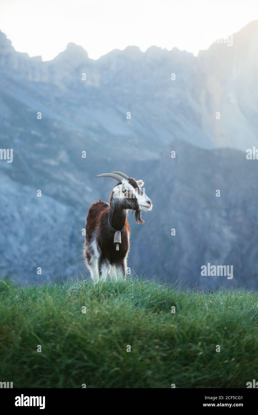 Pyrenees mountains and nature hi-res stock photography and images - Alamy