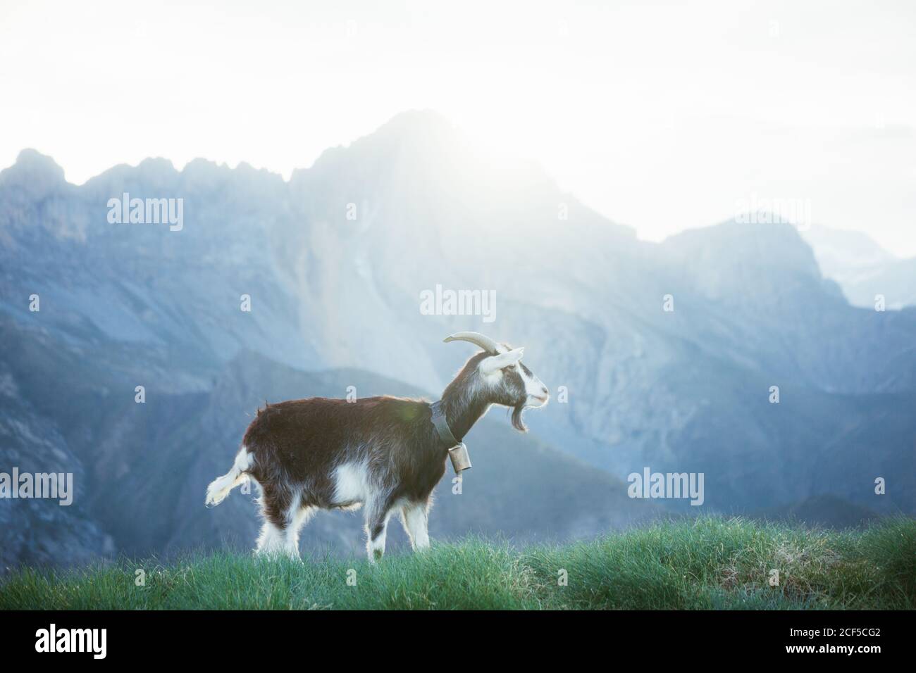 Rocky hill top goat hi-res stock photography and images - Alamy
