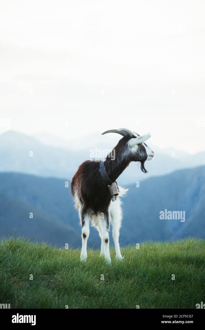 Rocky hill top goat hi-res stock photography and images - Alamy